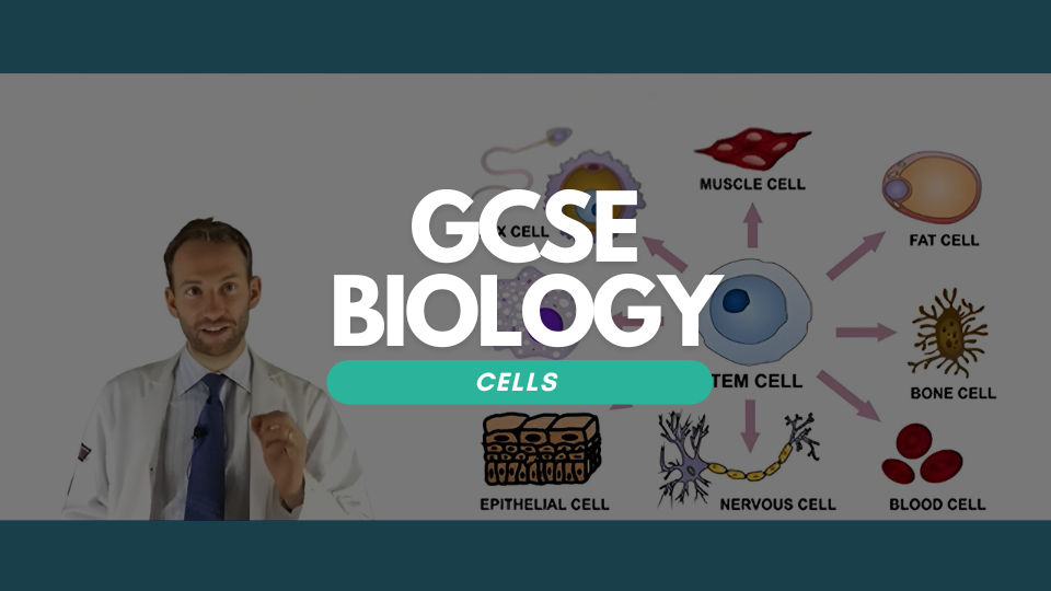 Cells - GCSE Biology - Lessonflix