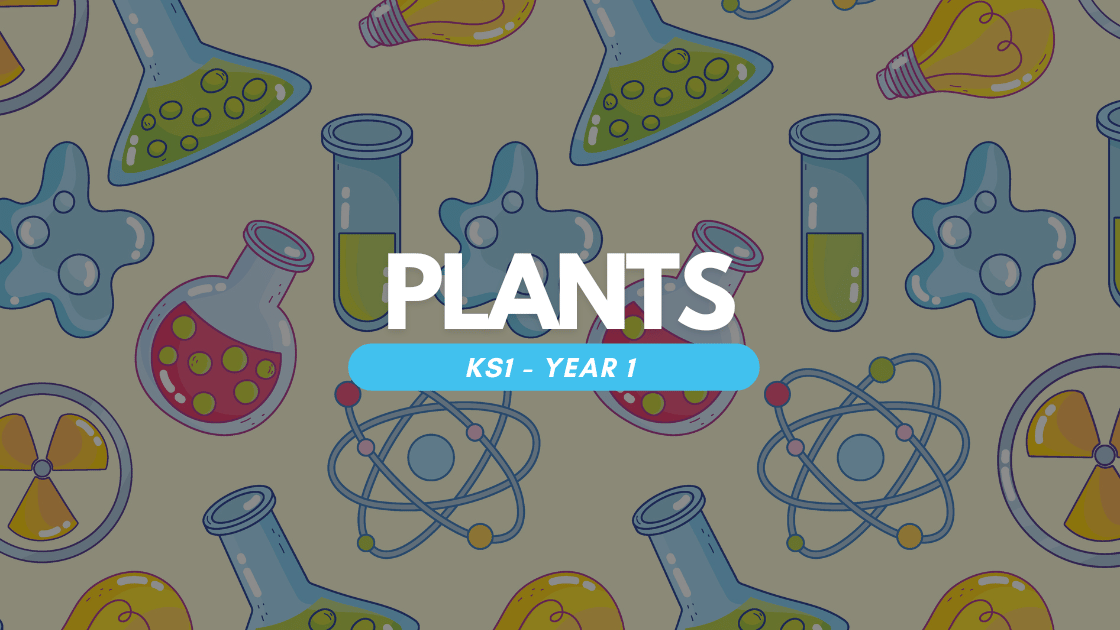 Plants (Year 1) - Lessonflix