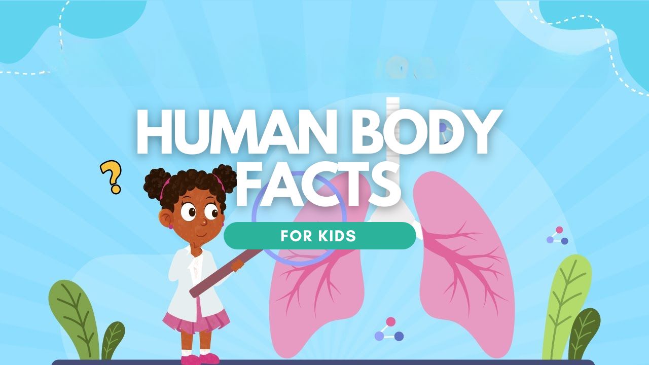Human Body Facts for Kids - Lessonflix